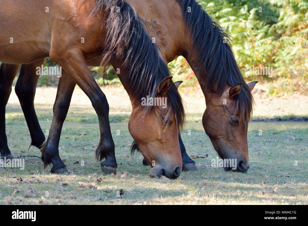 Garrano horse geres hi-res stock photography and images - Alamy