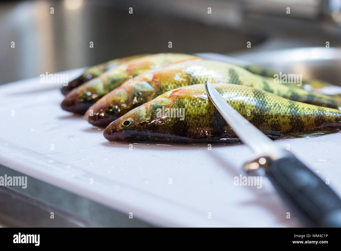 Fish fillet knife hi-res stock photography and images - Alamy