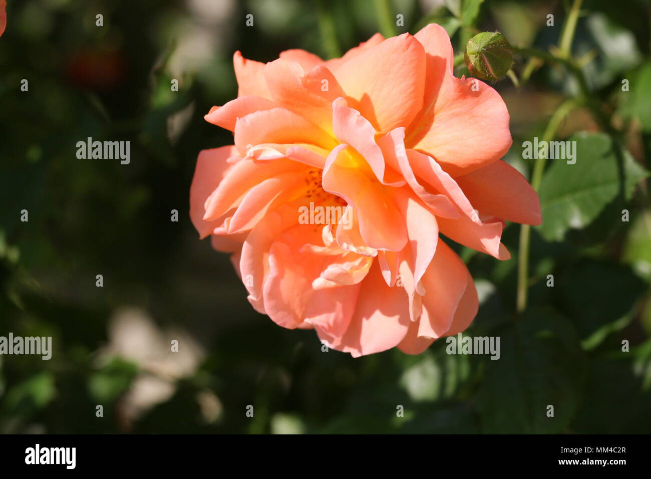 Beautiful colorful pink rose flowers in the nature. True colors Stock ...