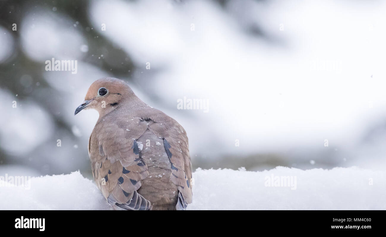 Mourning Dove in snow Stock Photo - Alamy
