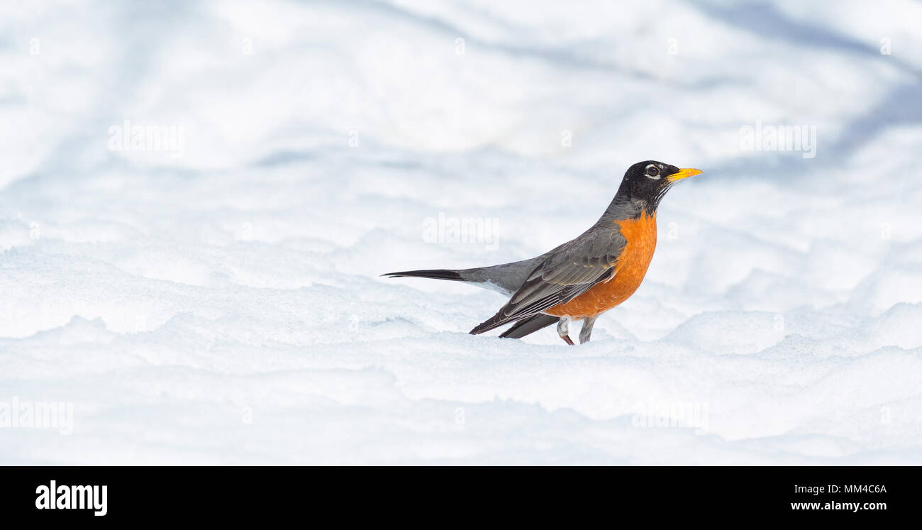 American Robin in snow Stock Photo - Alamy