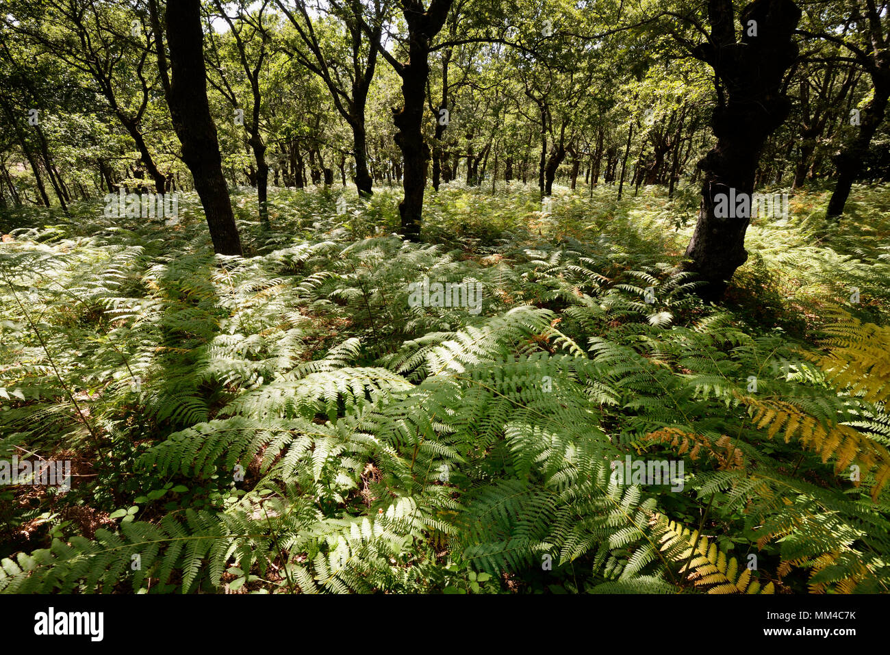 Oak tree ferns hi-res stock photography and images - Alamy