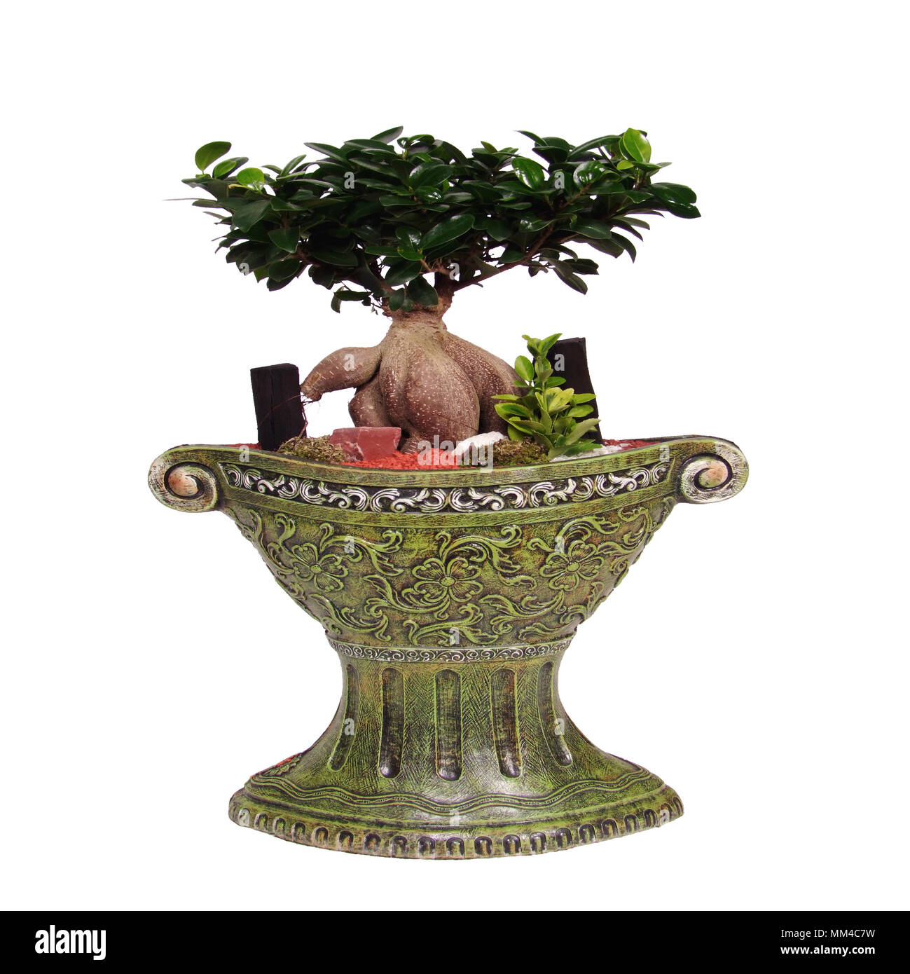 Ficus benjamina bonsai Stock Photo - Alamy