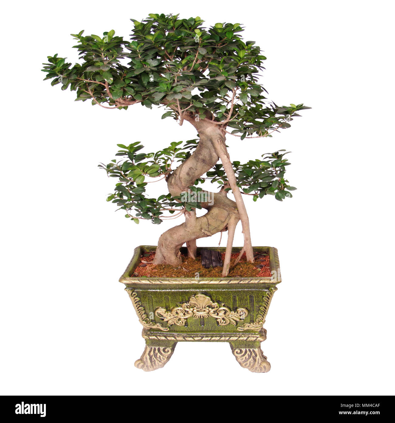 Bonsai pine Cut Out Stock Images & Pictures - Alamy
