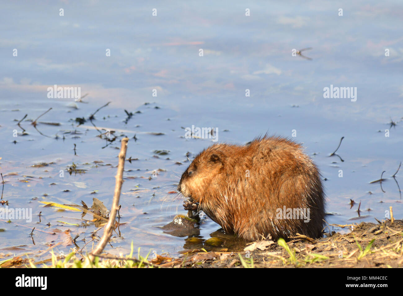 Muskrat at the pond Stock Photo - Alamy