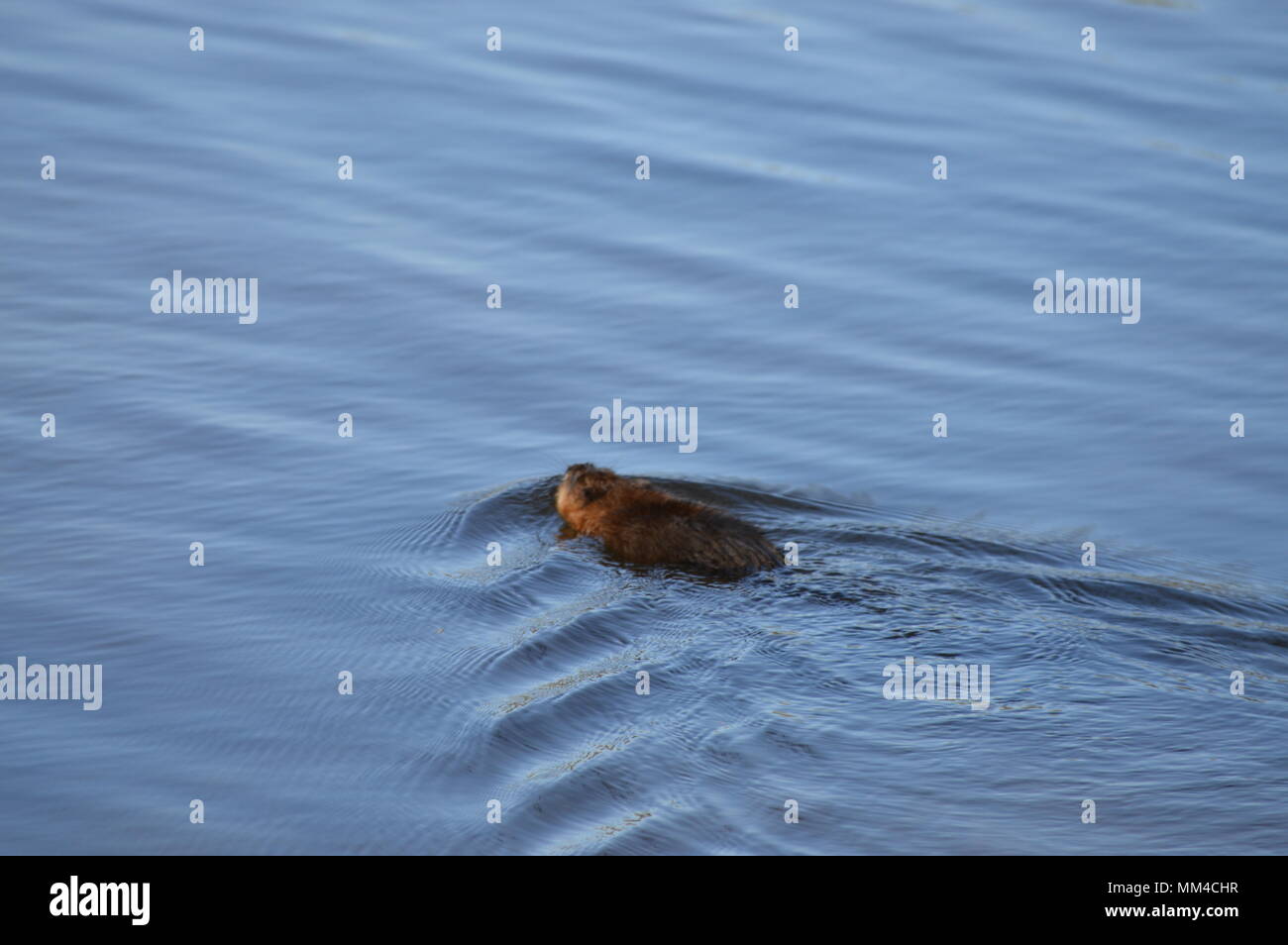 Muskrat at the pond Stock Photo - Alamy