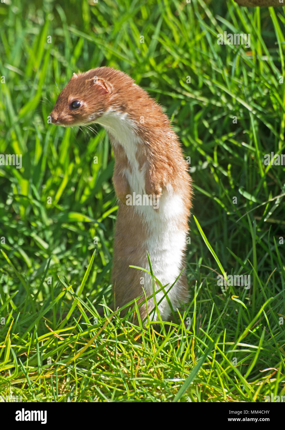 Weasel, Mustela Mivalis Captive Stock Photo - Alamy