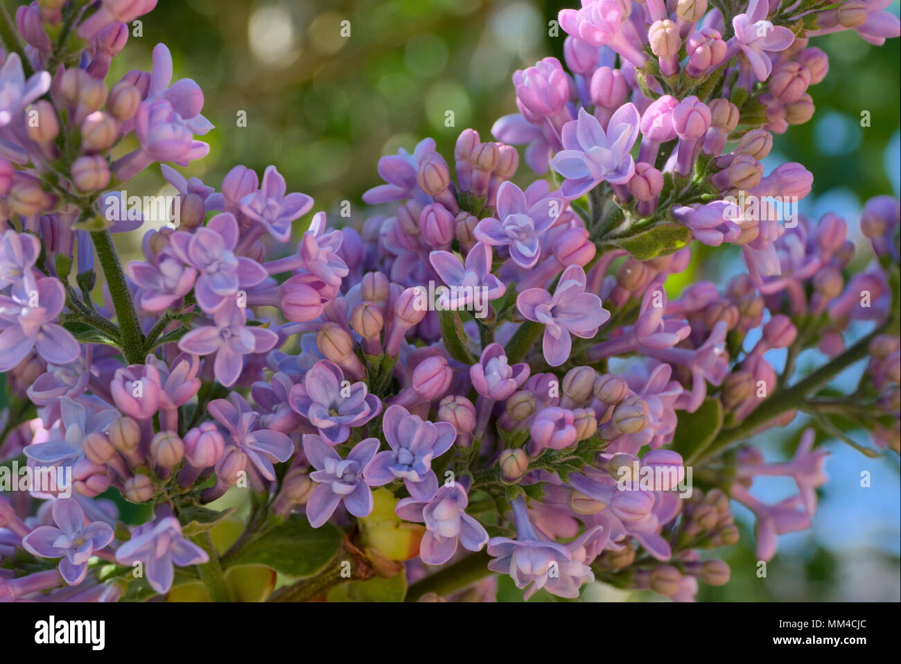 President grevy lilac hi-res stock photography and images - Alamy