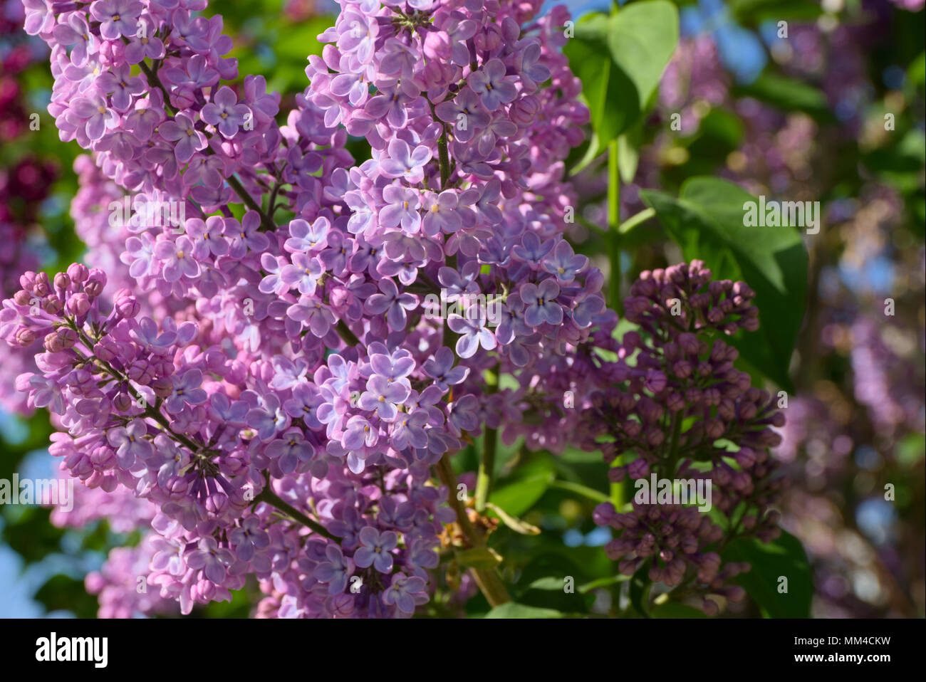 Old fashioned bloom hi-res stock photography and images - Alamy