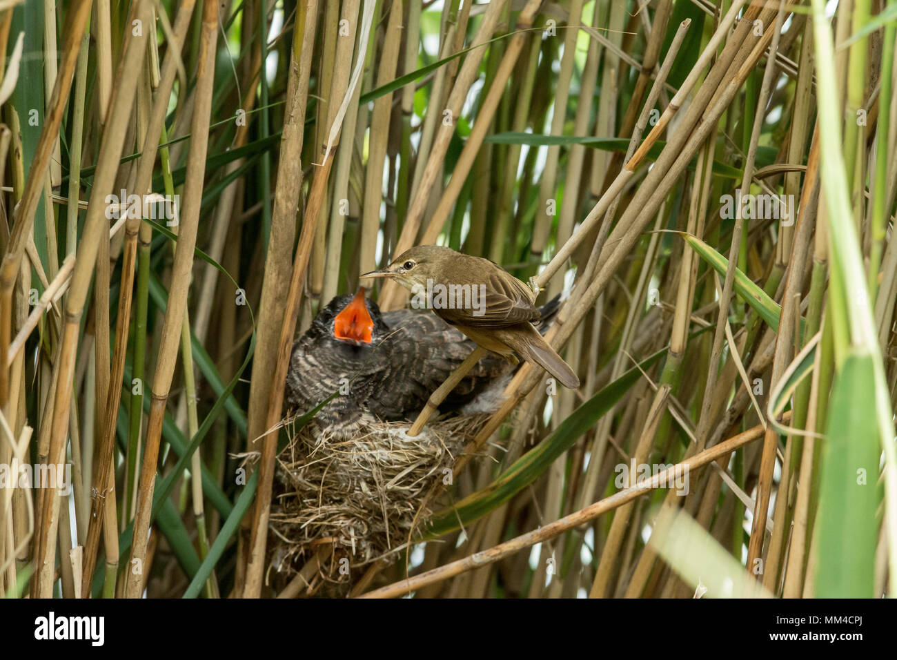 Warbler feeding cuckoo hi-res stock photography and images - Alamy