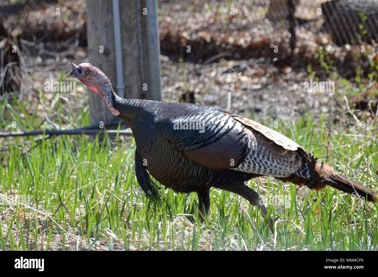 Turkey in the backyard Stock Photo - Alamy