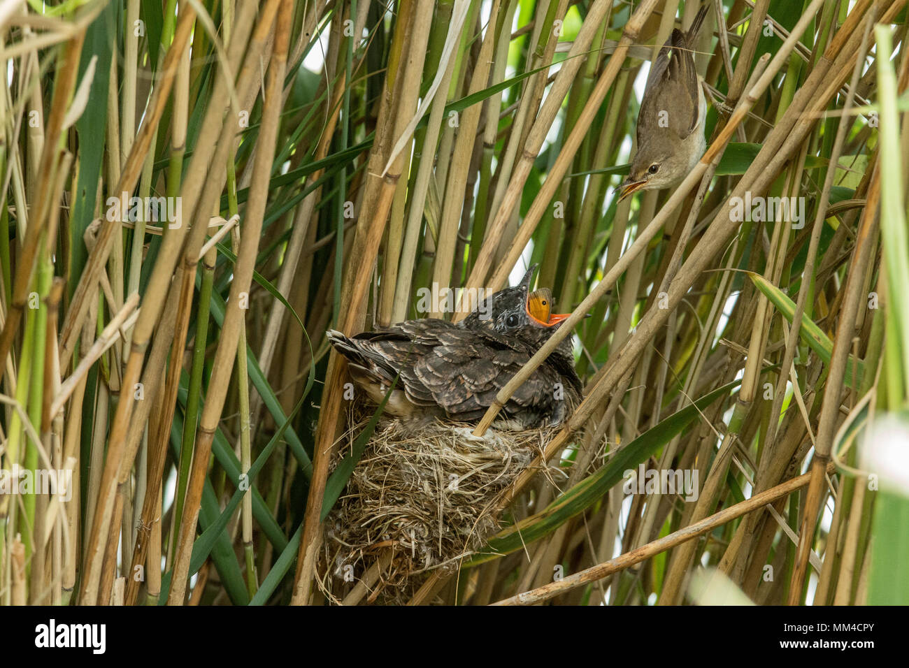 Reed warbler feeding cuckoo hi-res stock photography and images - Alamy