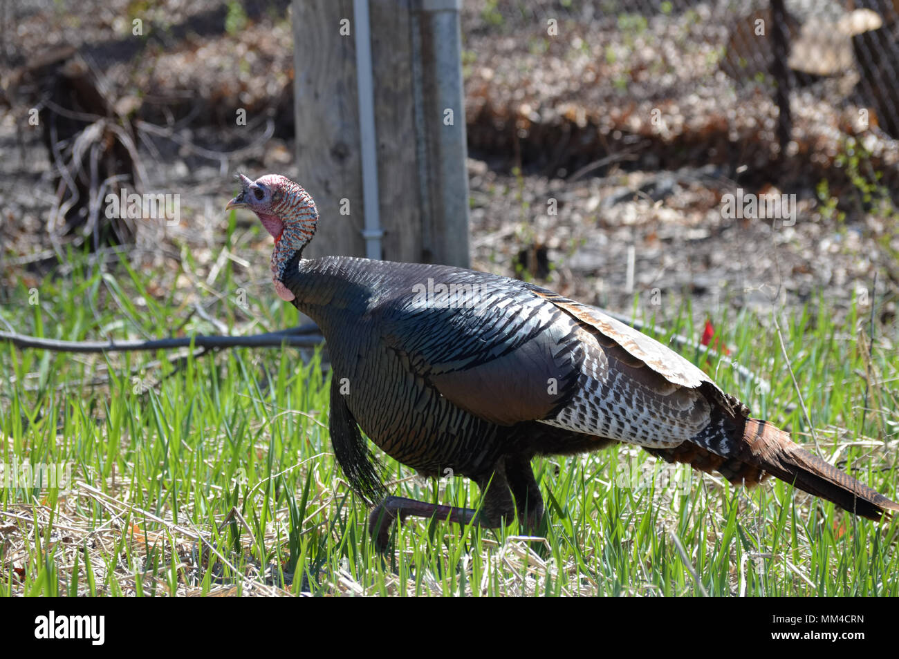 Turkey in the backyard Stock Photo - Alamy