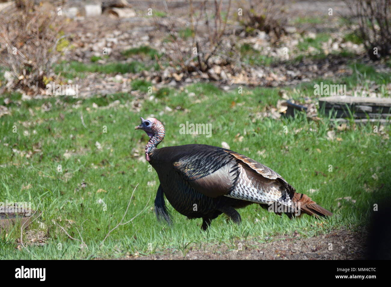 Turkey in the backyard Stock Photo - Alamy