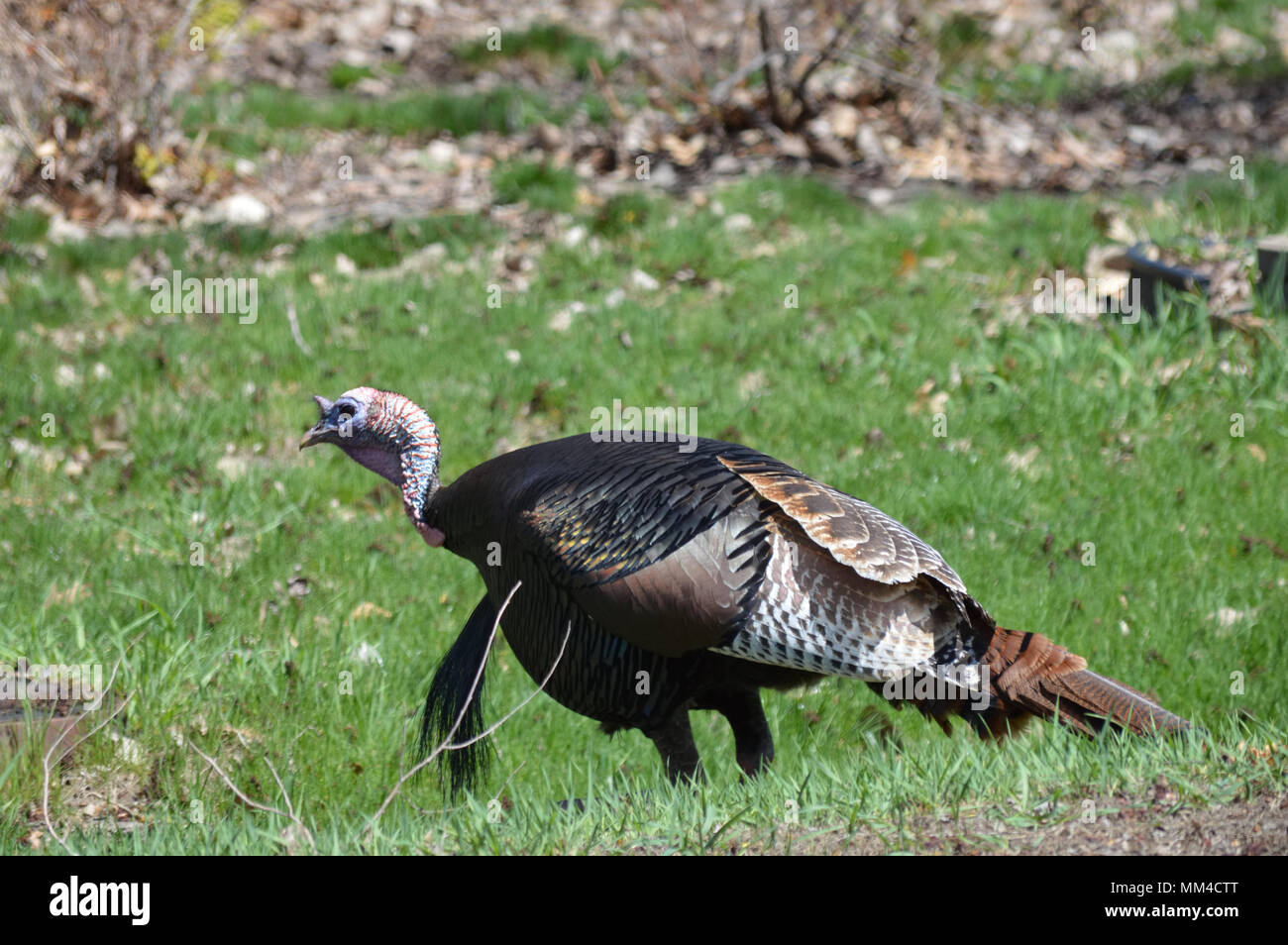 Turkey in the backyard Stock Photo - Alamy