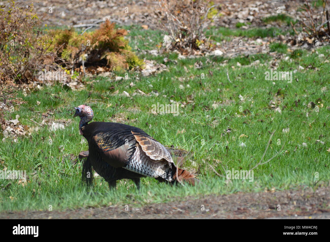 Turkey in the backyard Stock Photo - Alamy