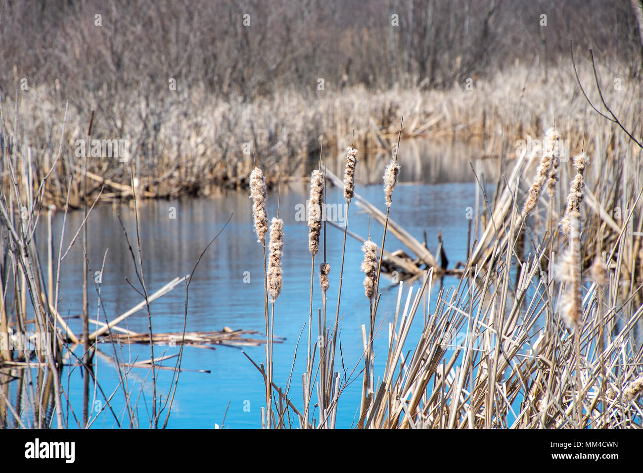 dry cattails with blue sky reflection in wetland Stock Photo - Alamy