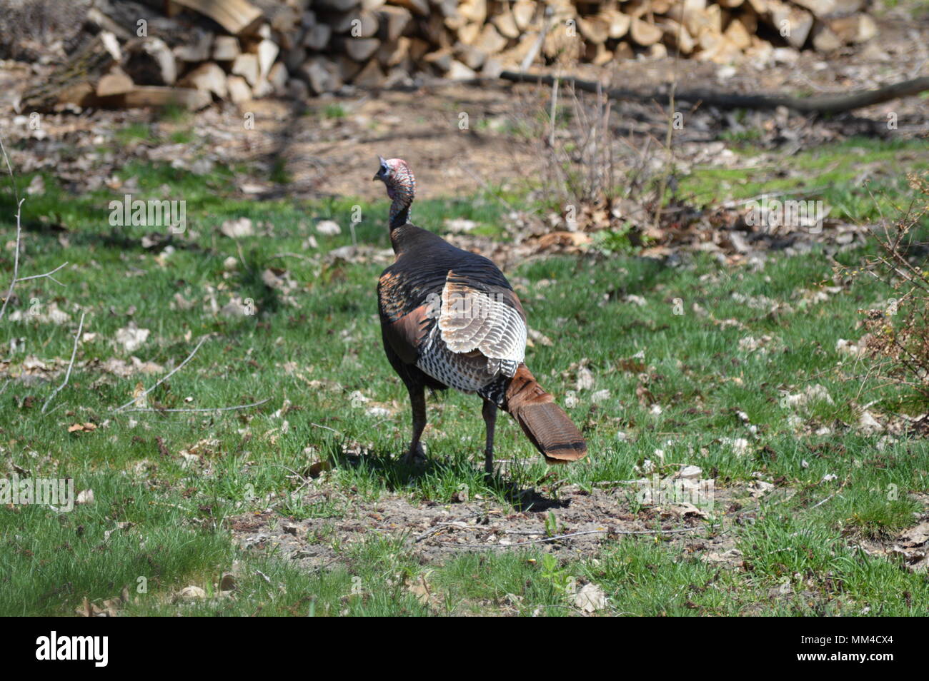 Turkey in the backyard Stock Photo - Alamy