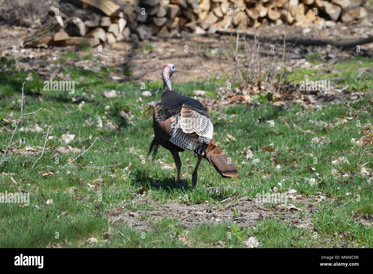 Turkey in the backyard Stock Photo - Alamy
