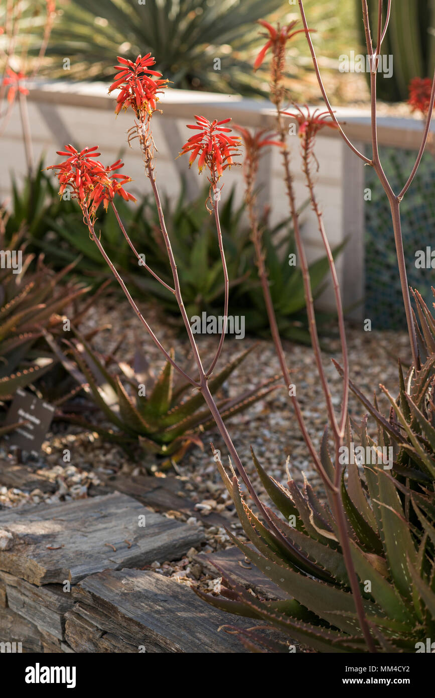 Flowers at Phoenix Botanical Garden Stock Photo - Alamy
