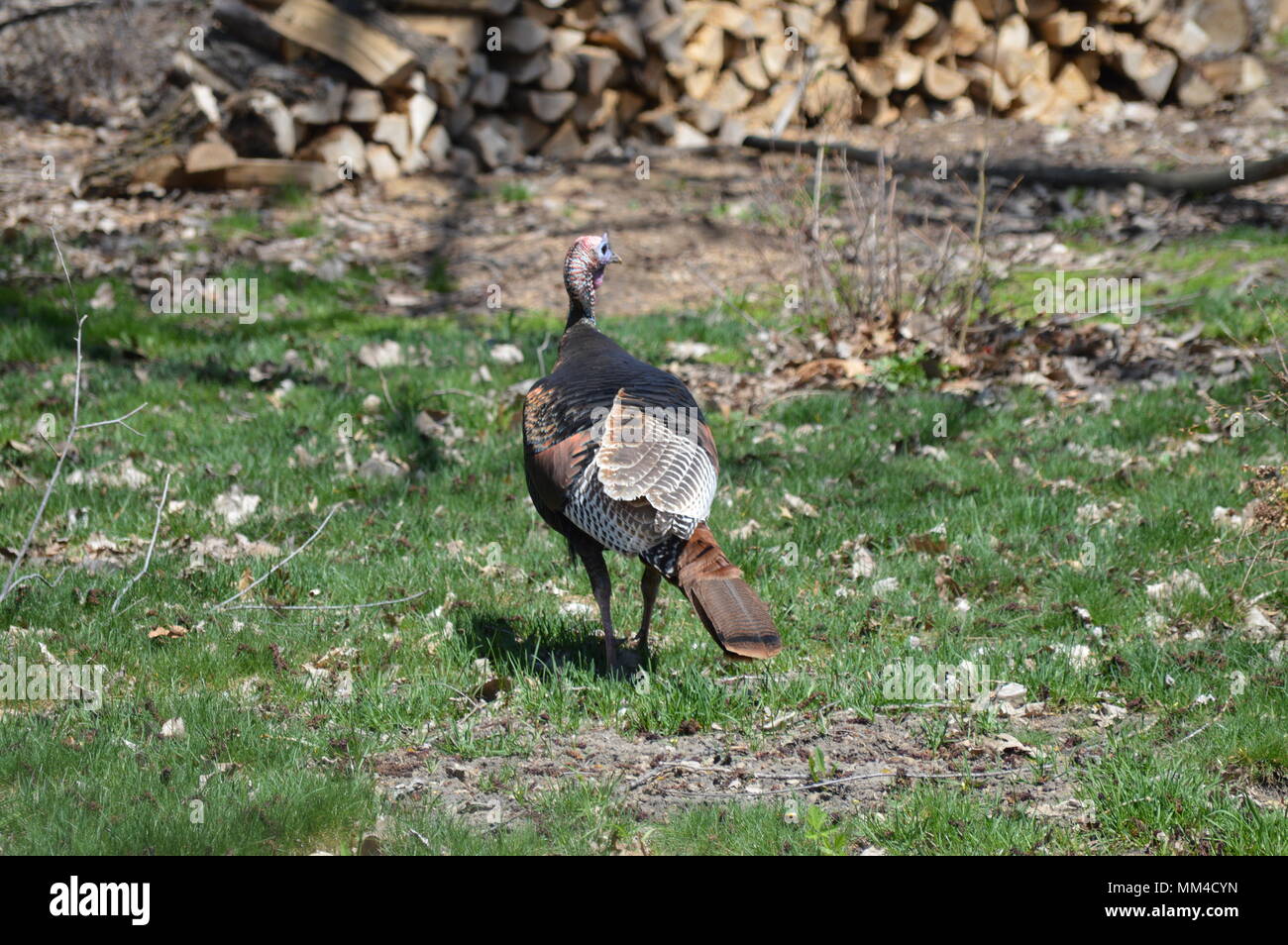 Turkey in the backyard Stock Photo - Alamy