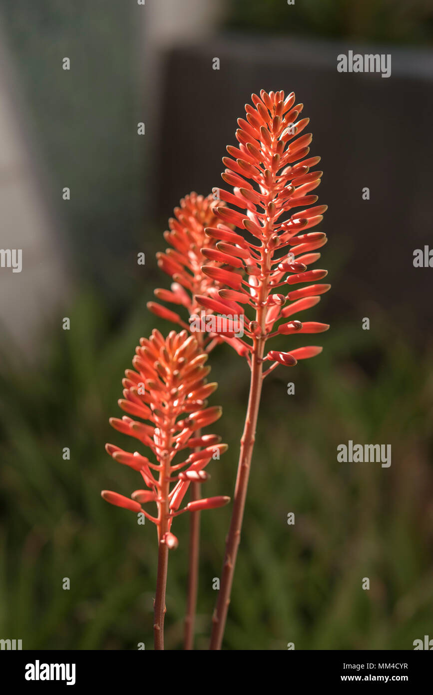 Arizona desert botanical garden hi-res stock photography and images - Alamy