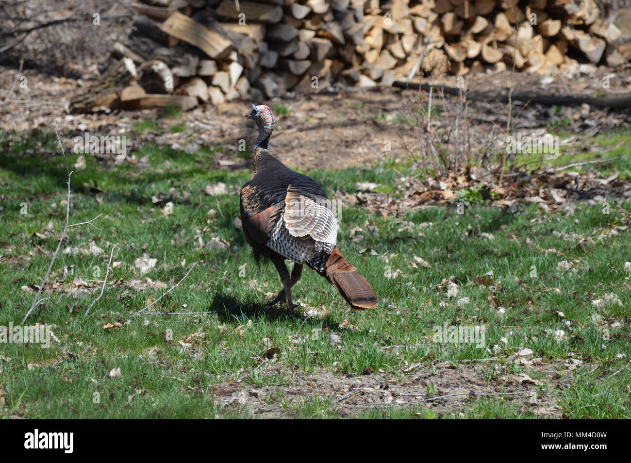 Turkey in the backyard Stock Photo - Alamy