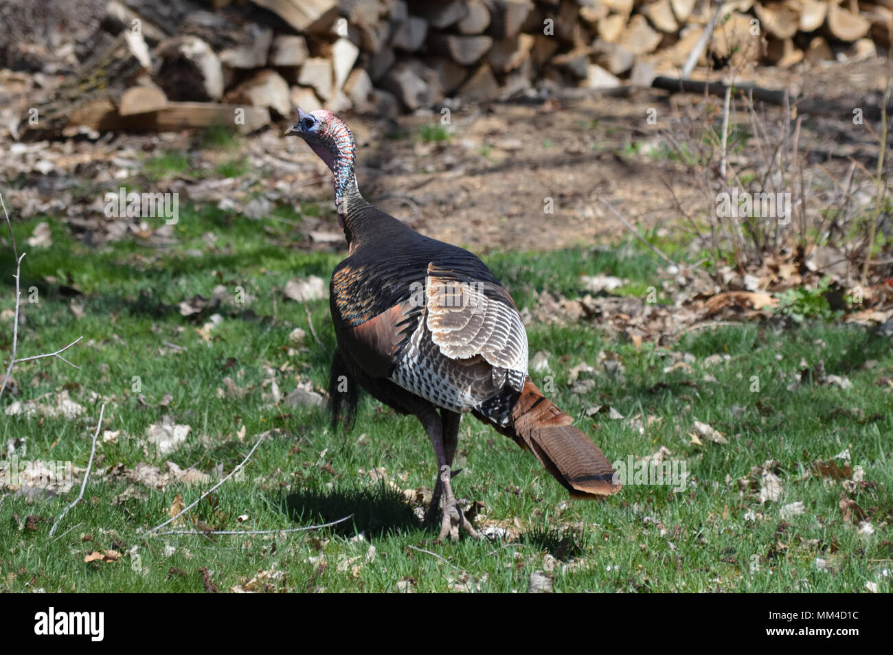 Turkey in the backyard Stock Photo - Alamy