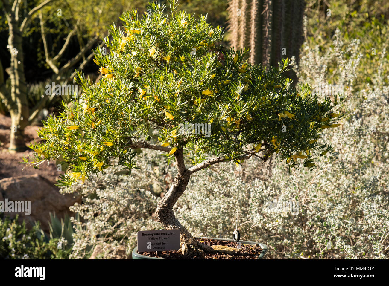 Phoenix flower hi-res stock photography and images - Alamy