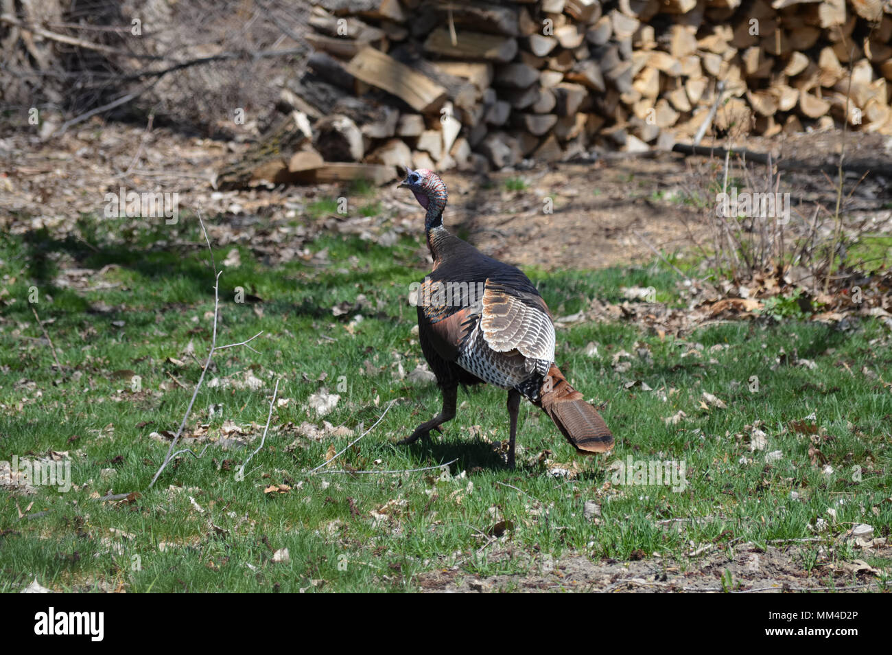 Turkey in the backyard Stock Photo - Alamy