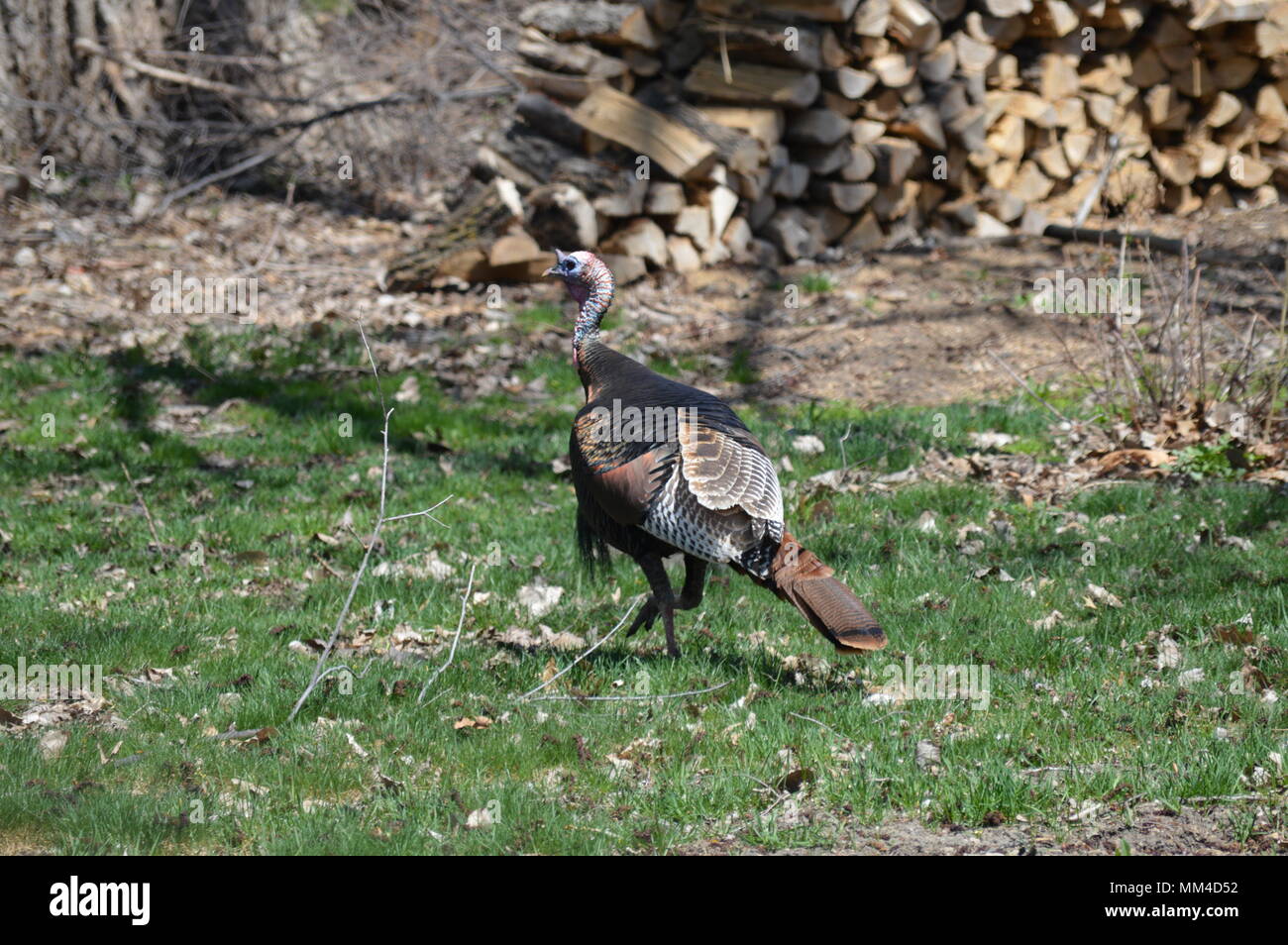 Turkey in the backyard Stock Photo - Alamy