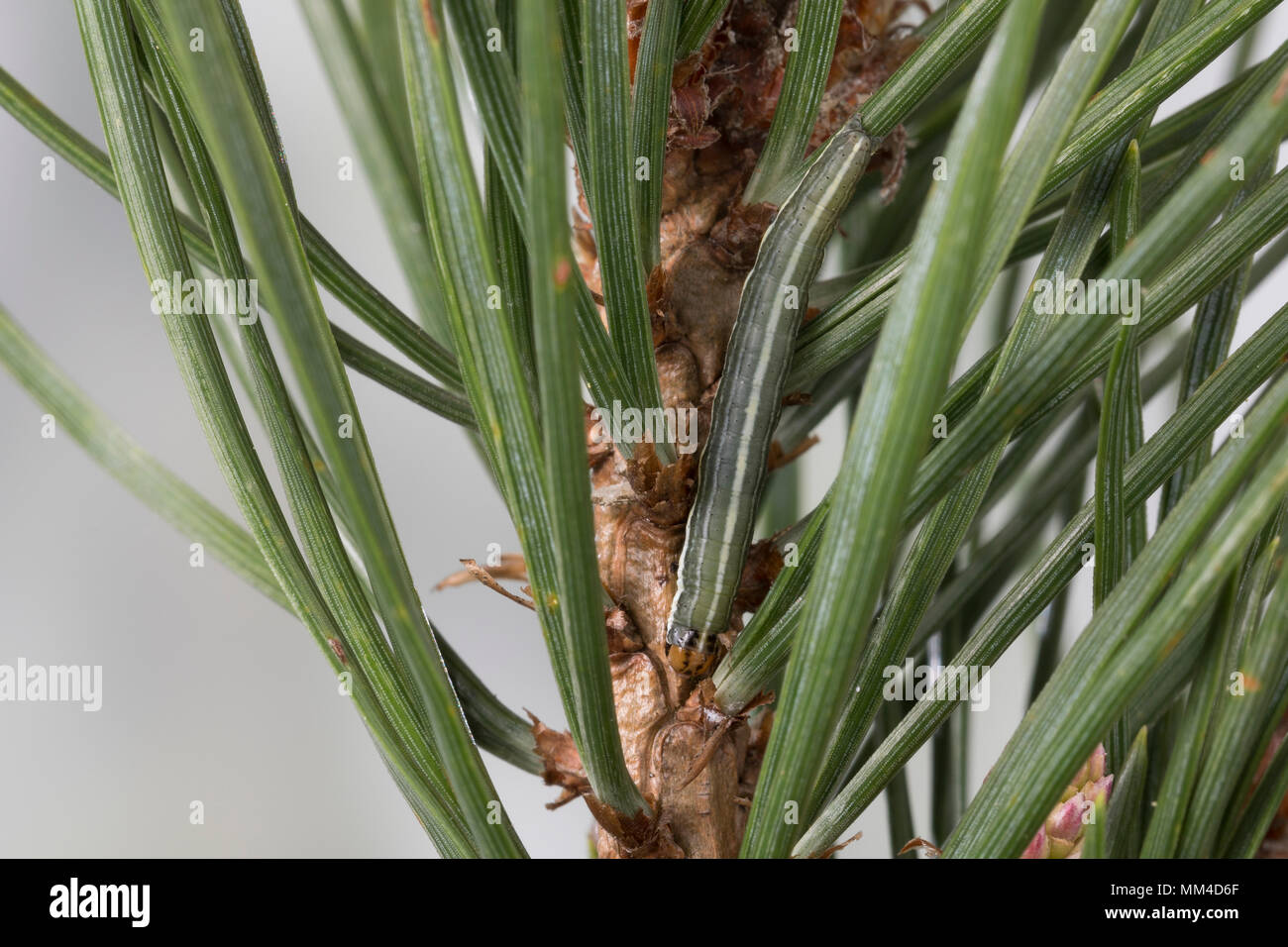 Forstschadling hi-res stock photography and images - Alamy