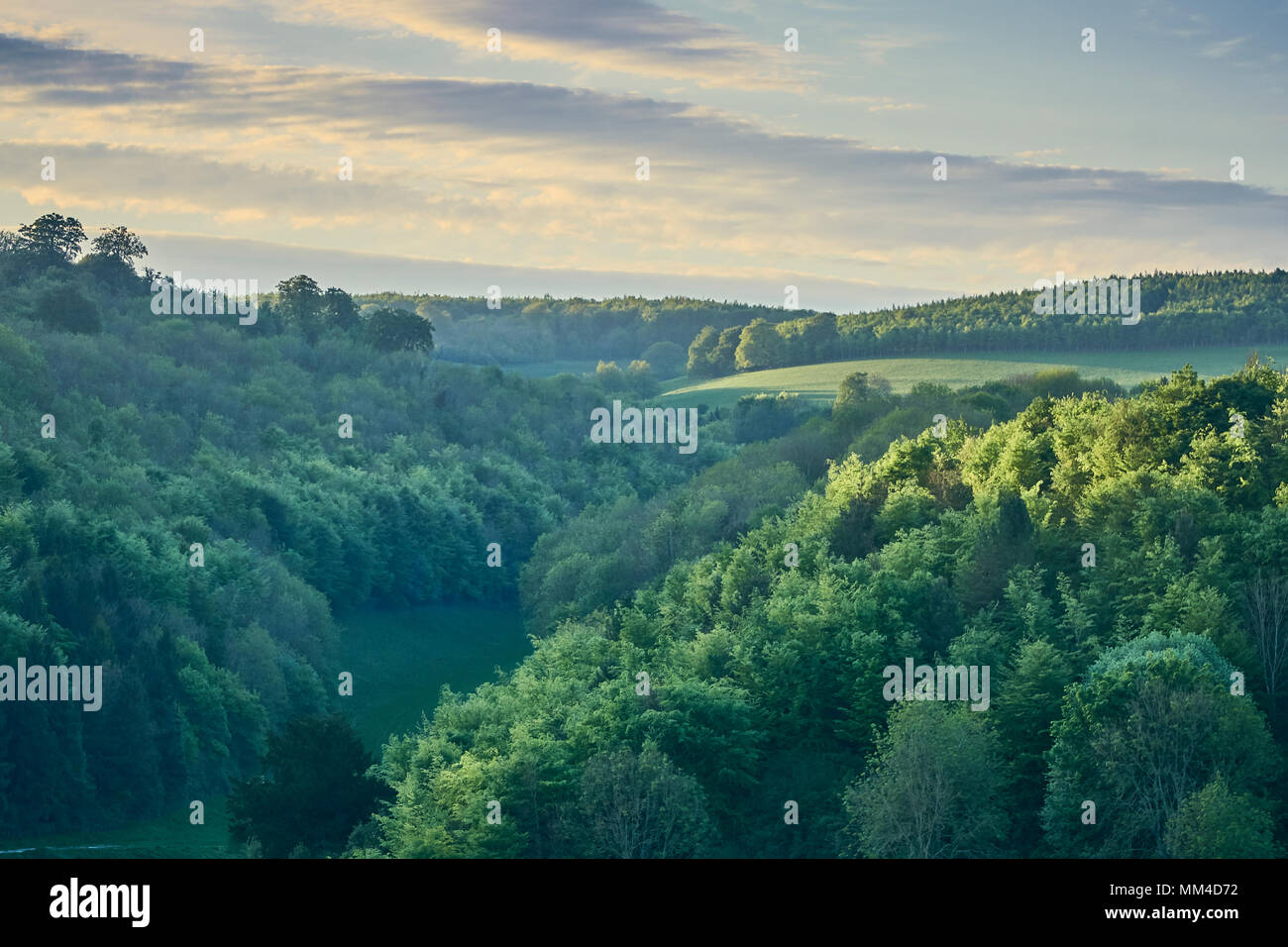 Evening light over forest at Arundel Park Stock Photo - Alamy