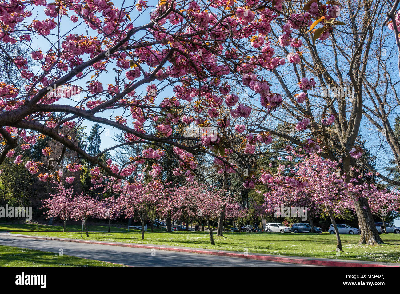 A vuew from below abundant Cherry Tree blossoms at Seward Park in ...