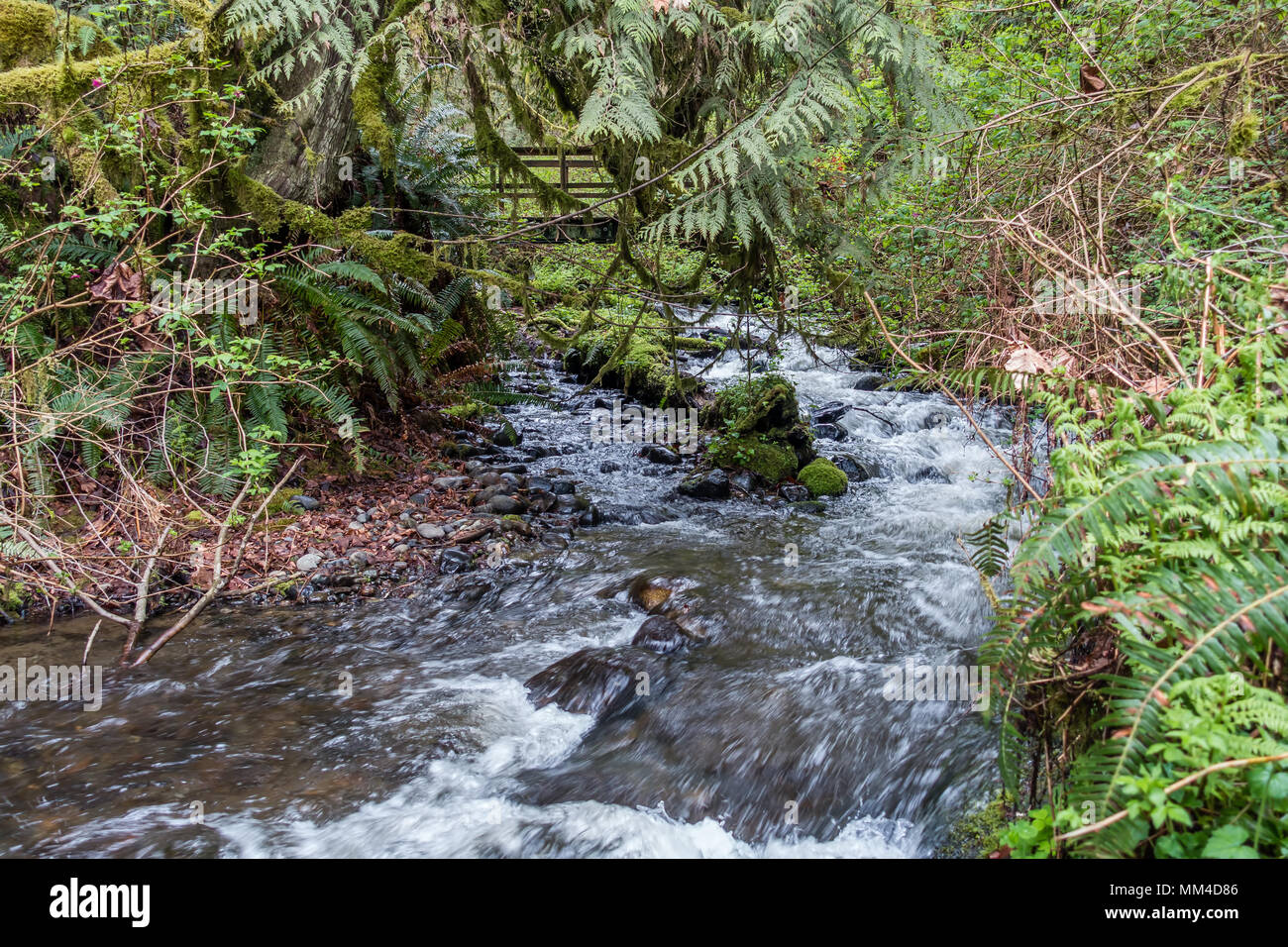 A stream rushes past a walking brdige at Flaming Geyser State Park in ...