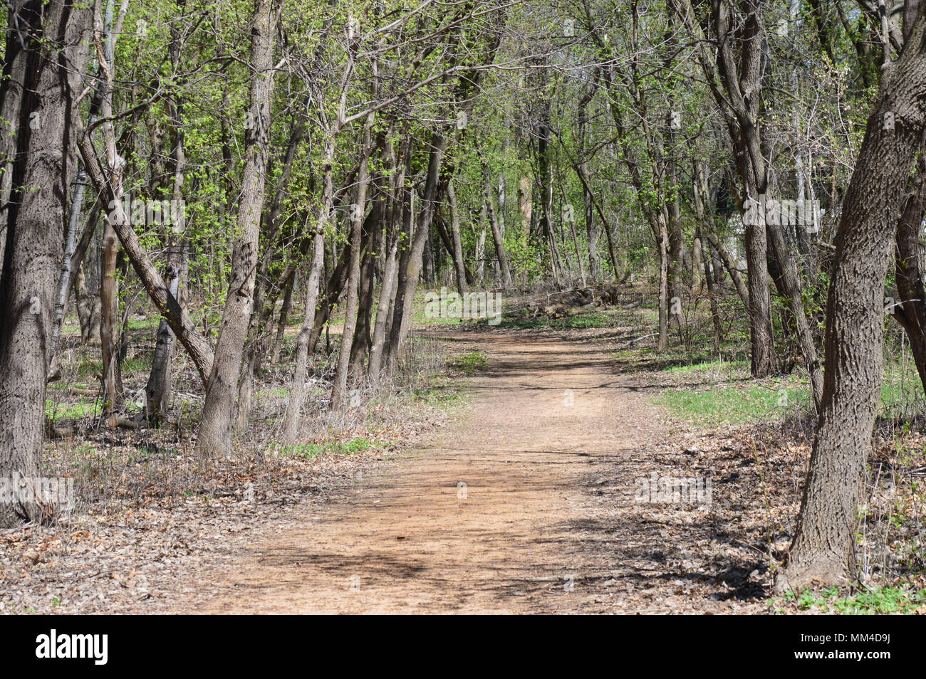 Hiking trail in the woods Stock Photo - Alamy