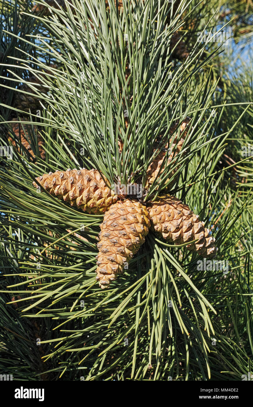 maritime pine, group of cones and leaves Stock Photo - Alamy