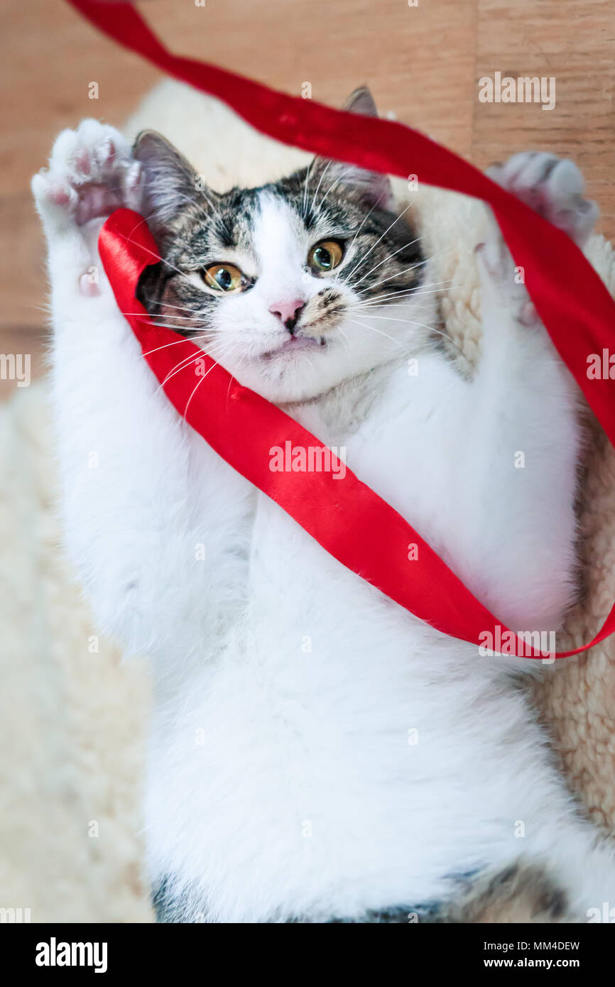 Red kitten red ribbon hi-res stock photography and images - Alamy