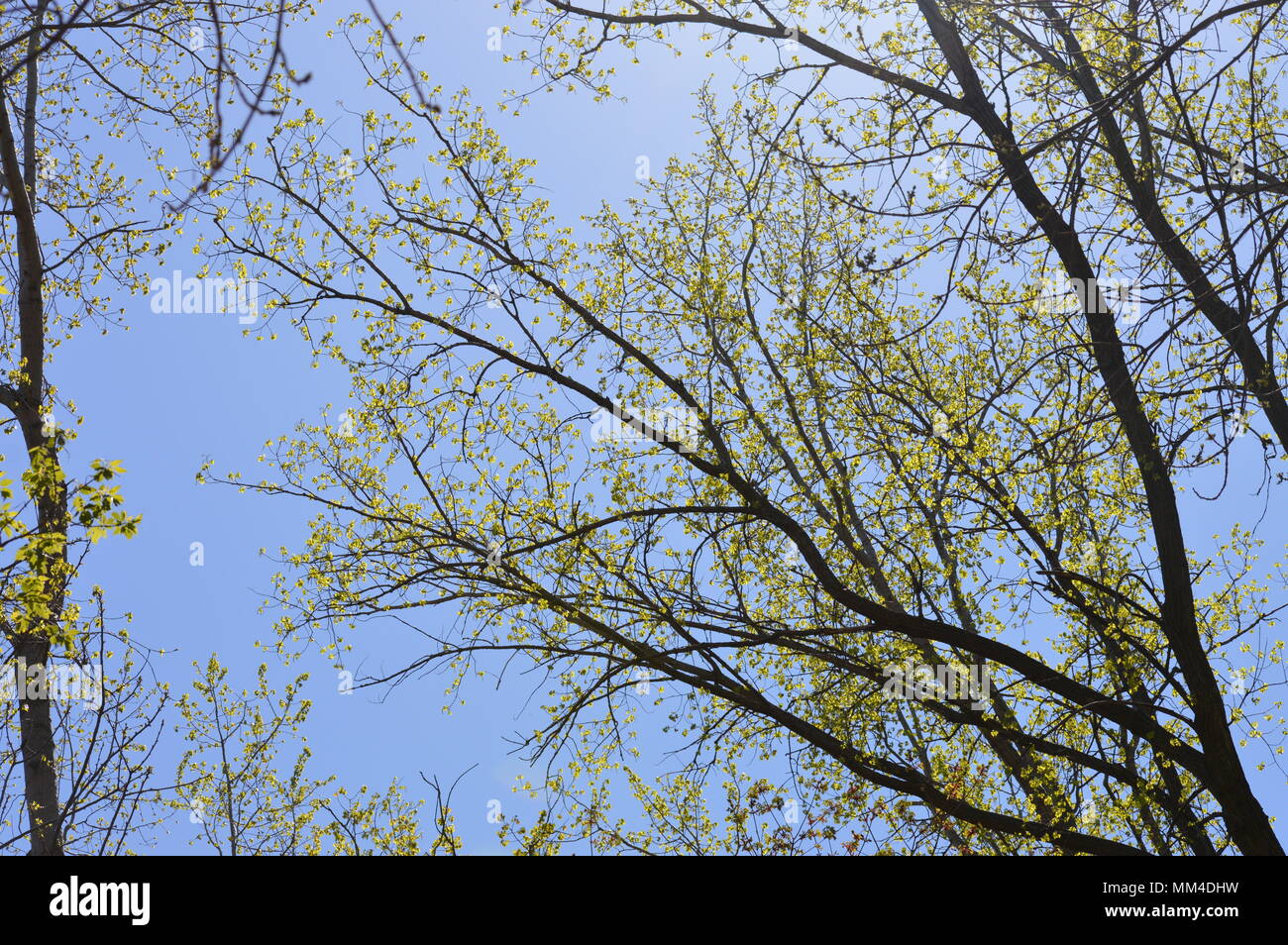 Sun in the tree tops Stock Photo - Alamy