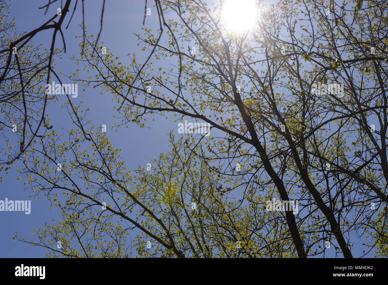 Sun in the tree tops Stock Photo - Alamy