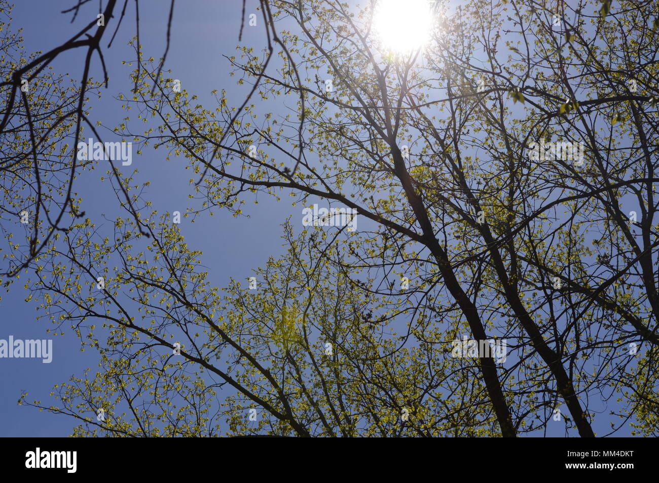 Canopy of tree tops hi-res stock photography and images - Alamy