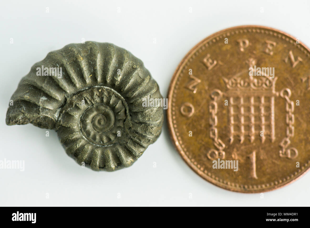 Ammonite fossil size hi-res stock photography and images - Alamy