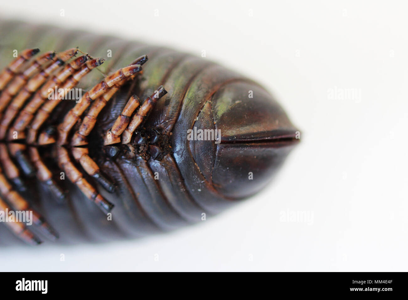 set of extremities and the rear tail of giant African millipede. Macro ...