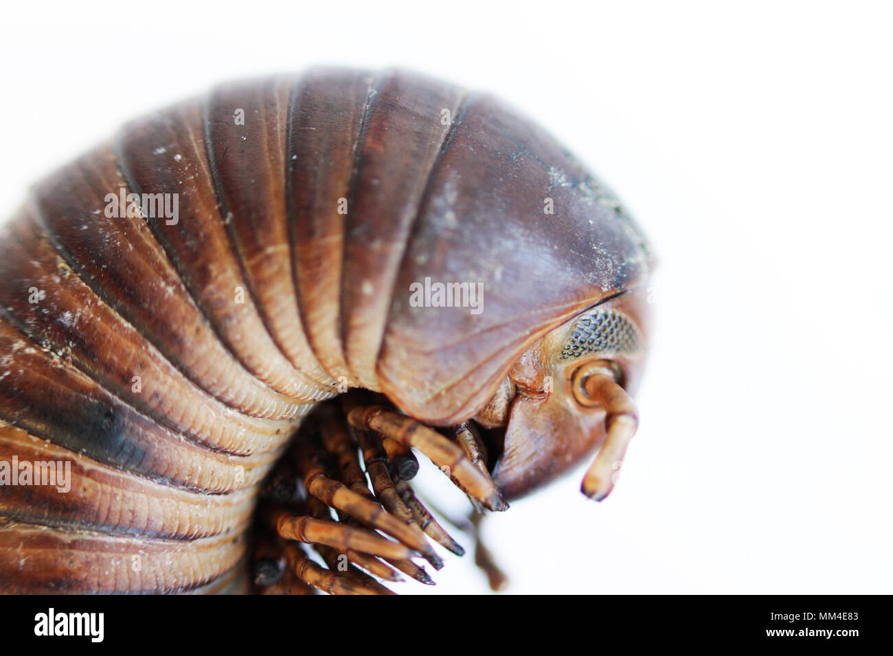 head part with eyes and antennae of giant African millipede. Macro ...