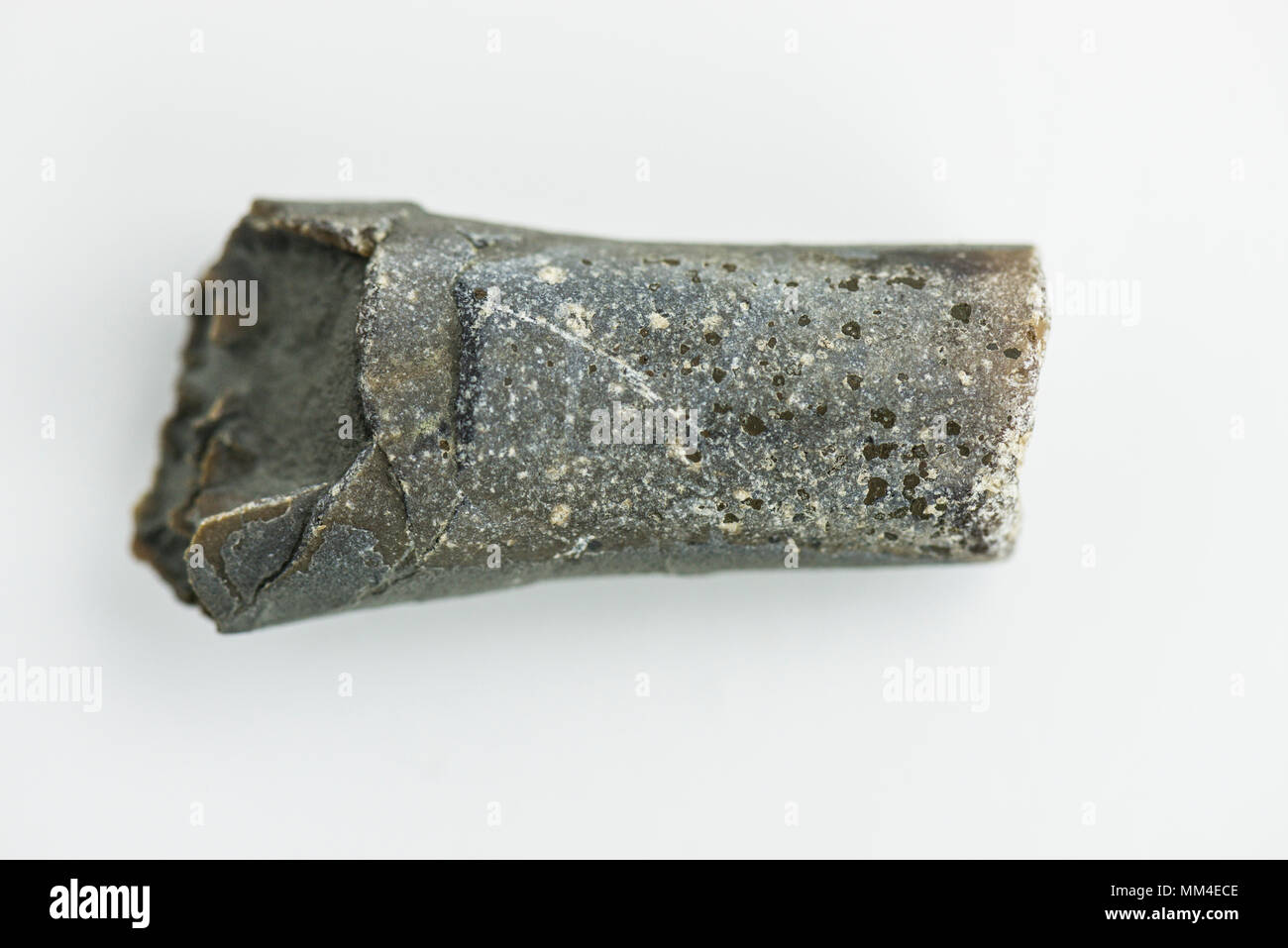 Belemnite hi-res stock photography and images - Alamy