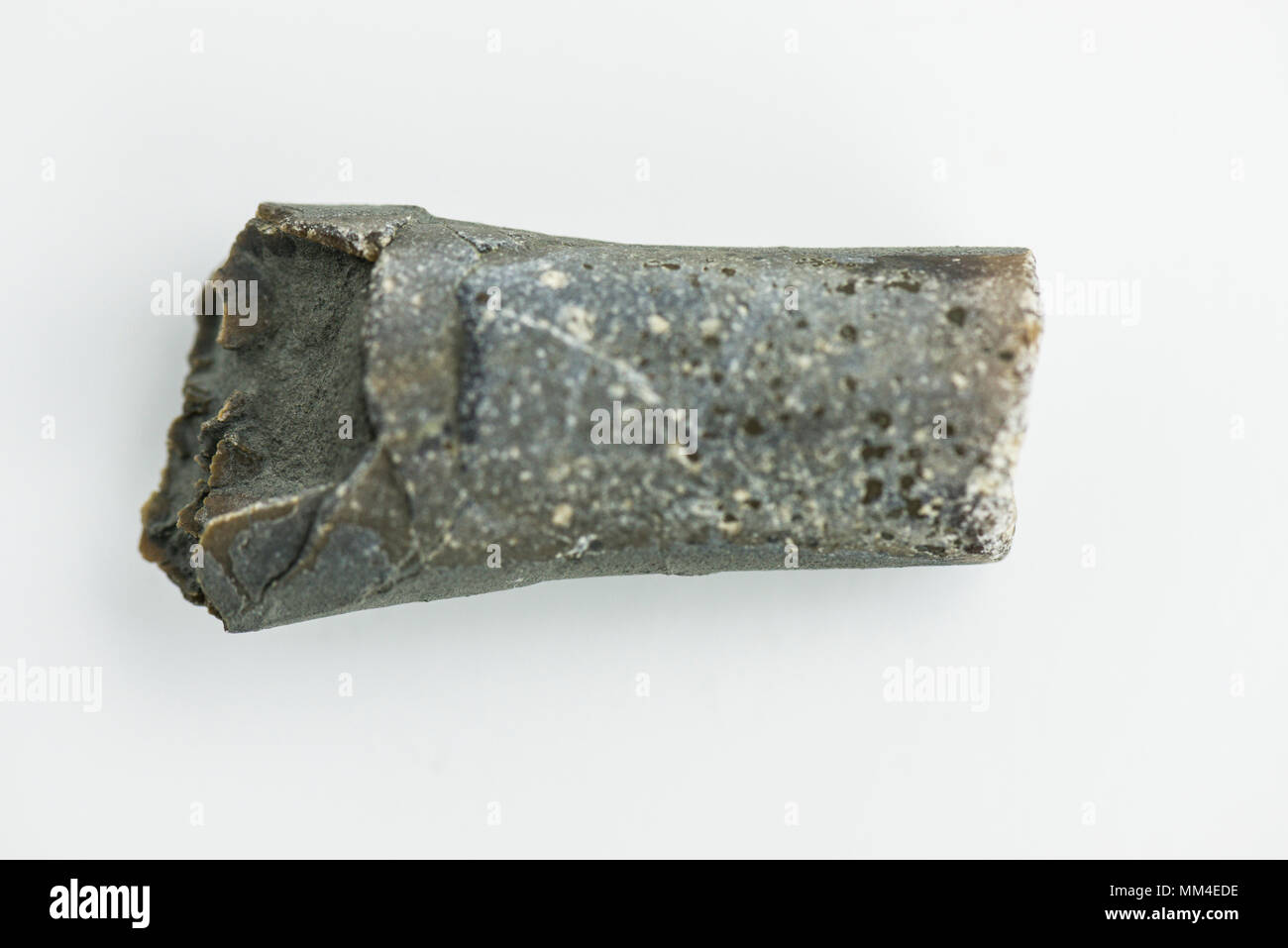Belemnite hi-res stock photography and images - Alamy