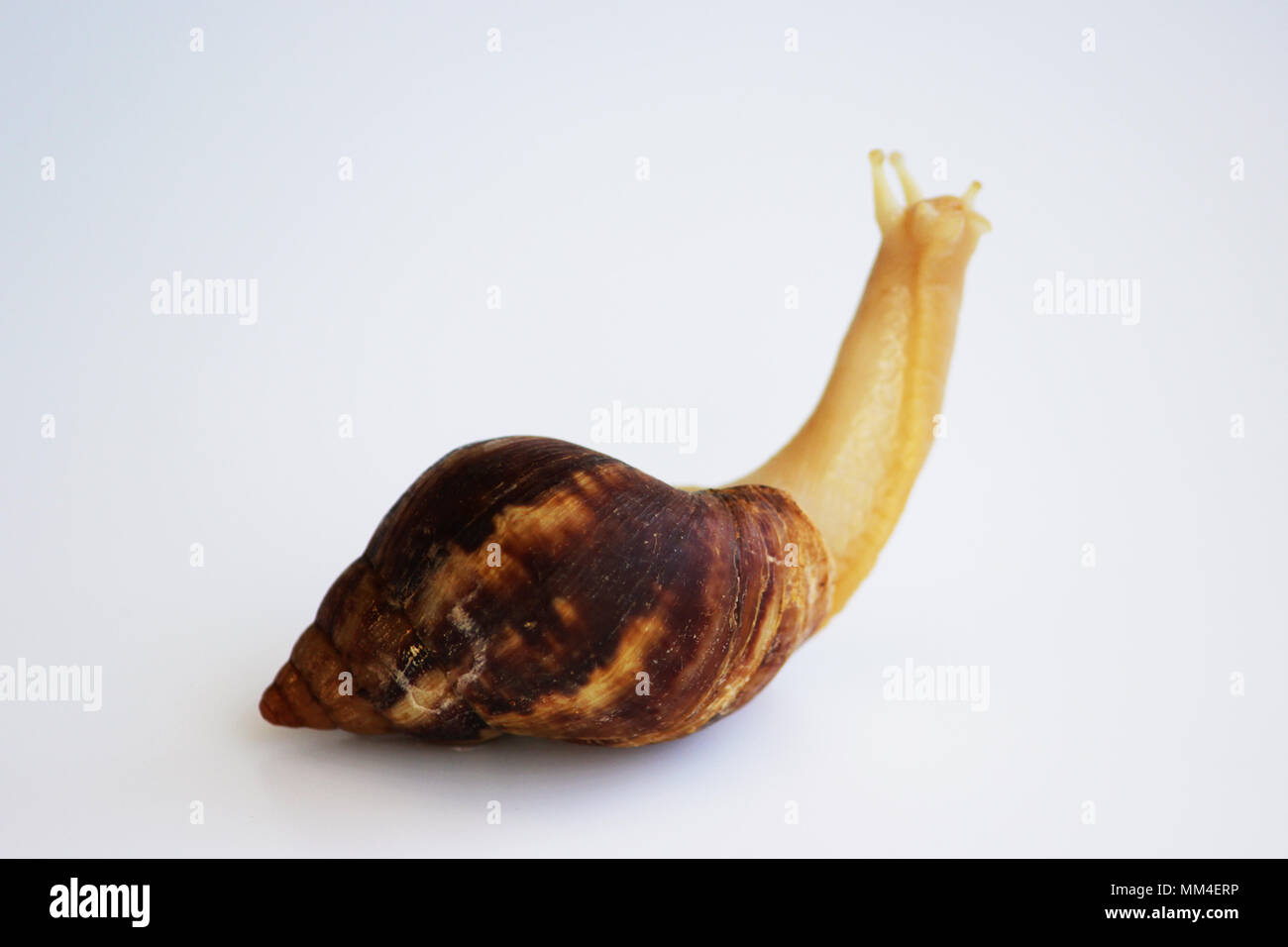 young snail Ahatina agate shell on a white background Stock Photo - Alamy