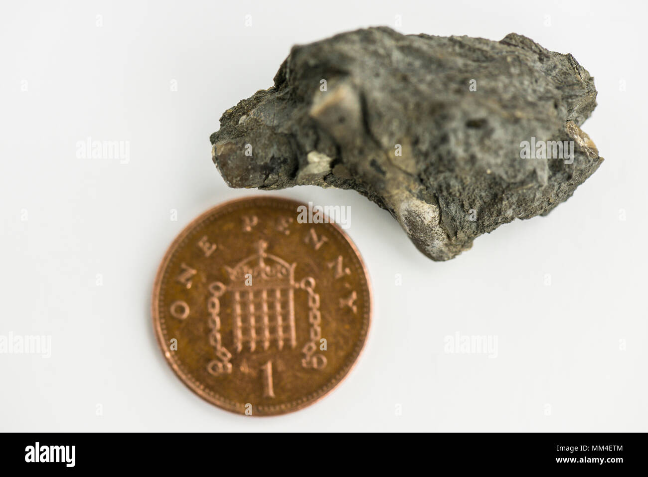 Belemnite fossil hi-res stock photography and images - Alamy