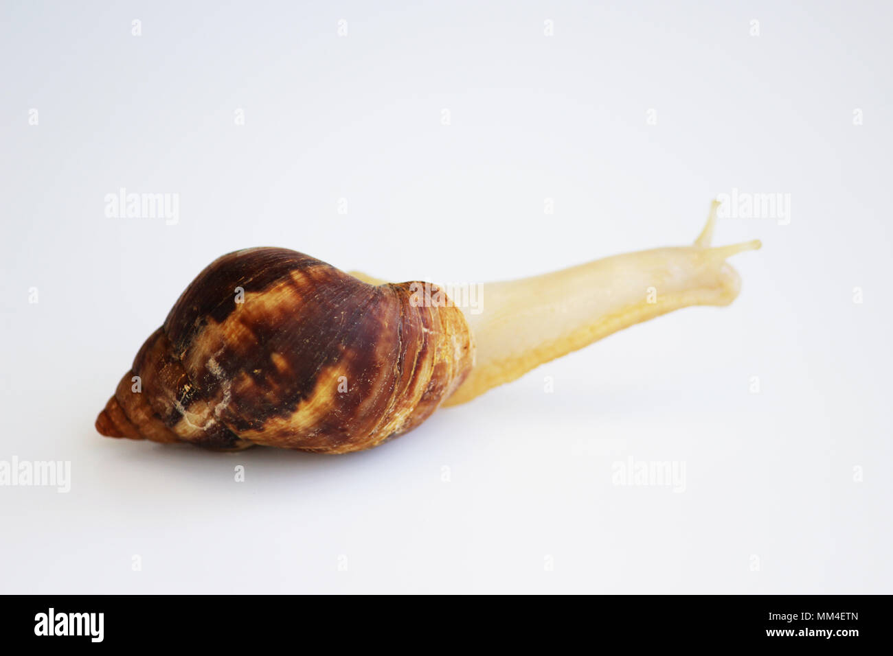young snail Ahatina agate shell on a white background Stock Photo - Alamy