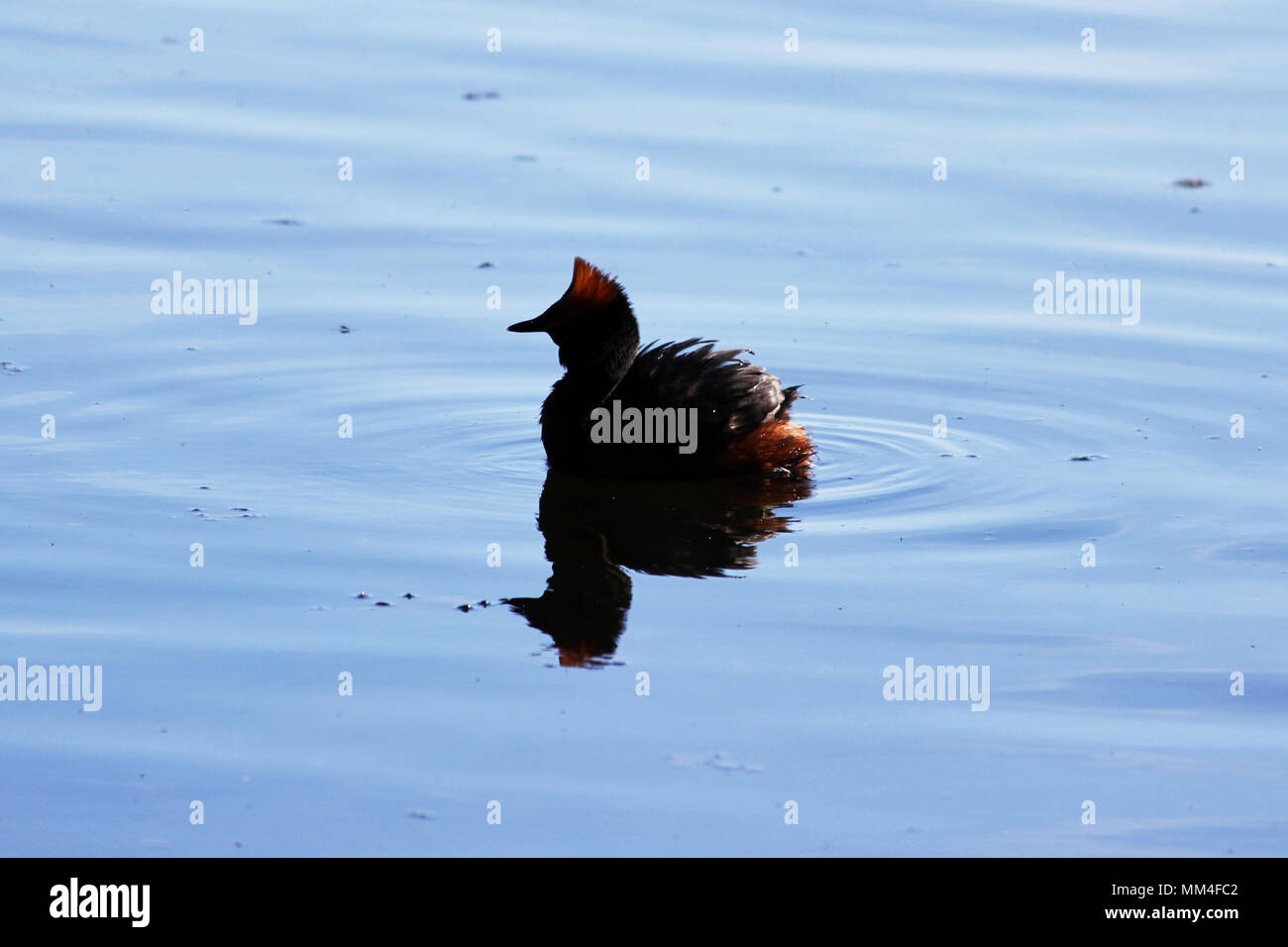 Podicepsauritus hi-res stock photography and images - Alamy